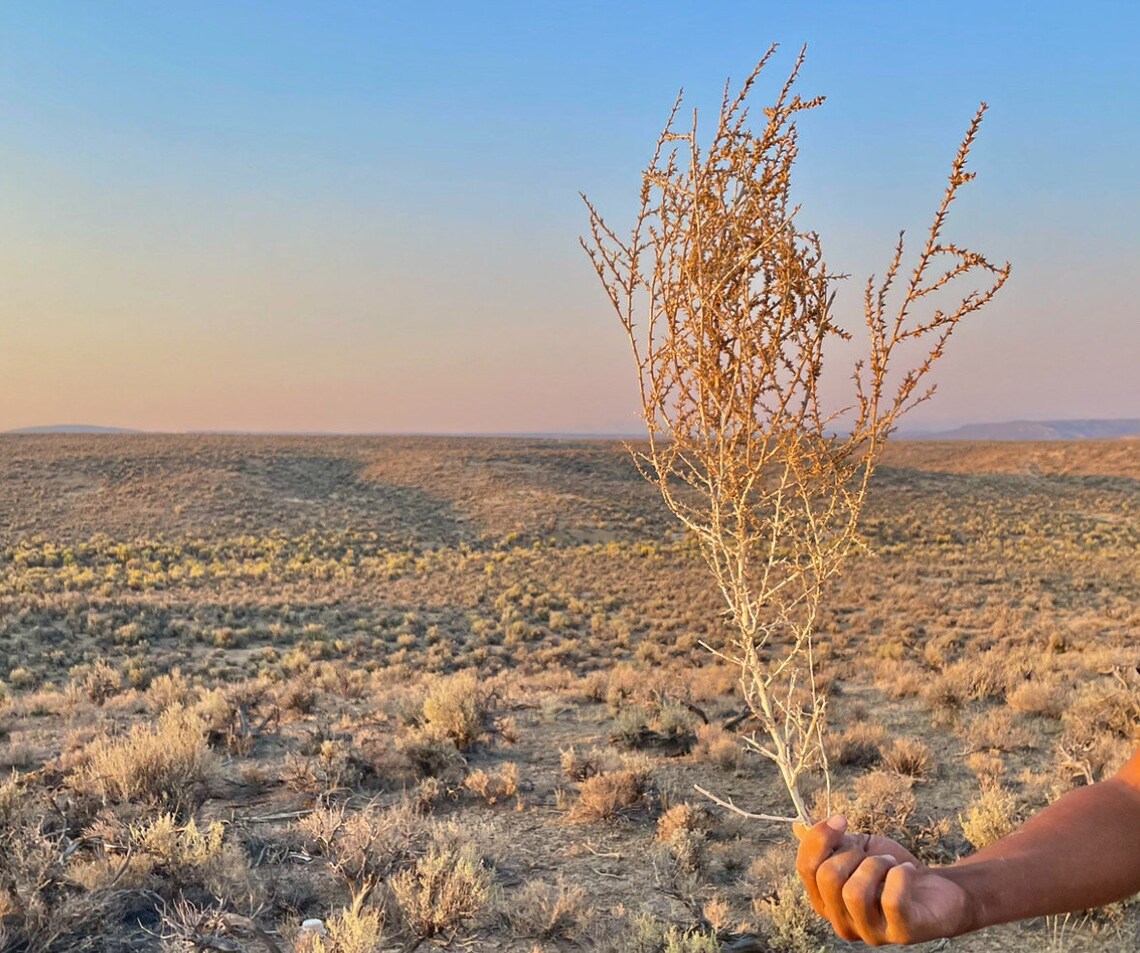 Small Size Tumbleweed Branch! 9”-12” SINGLE BRANCH Tumbleweed Branch ...