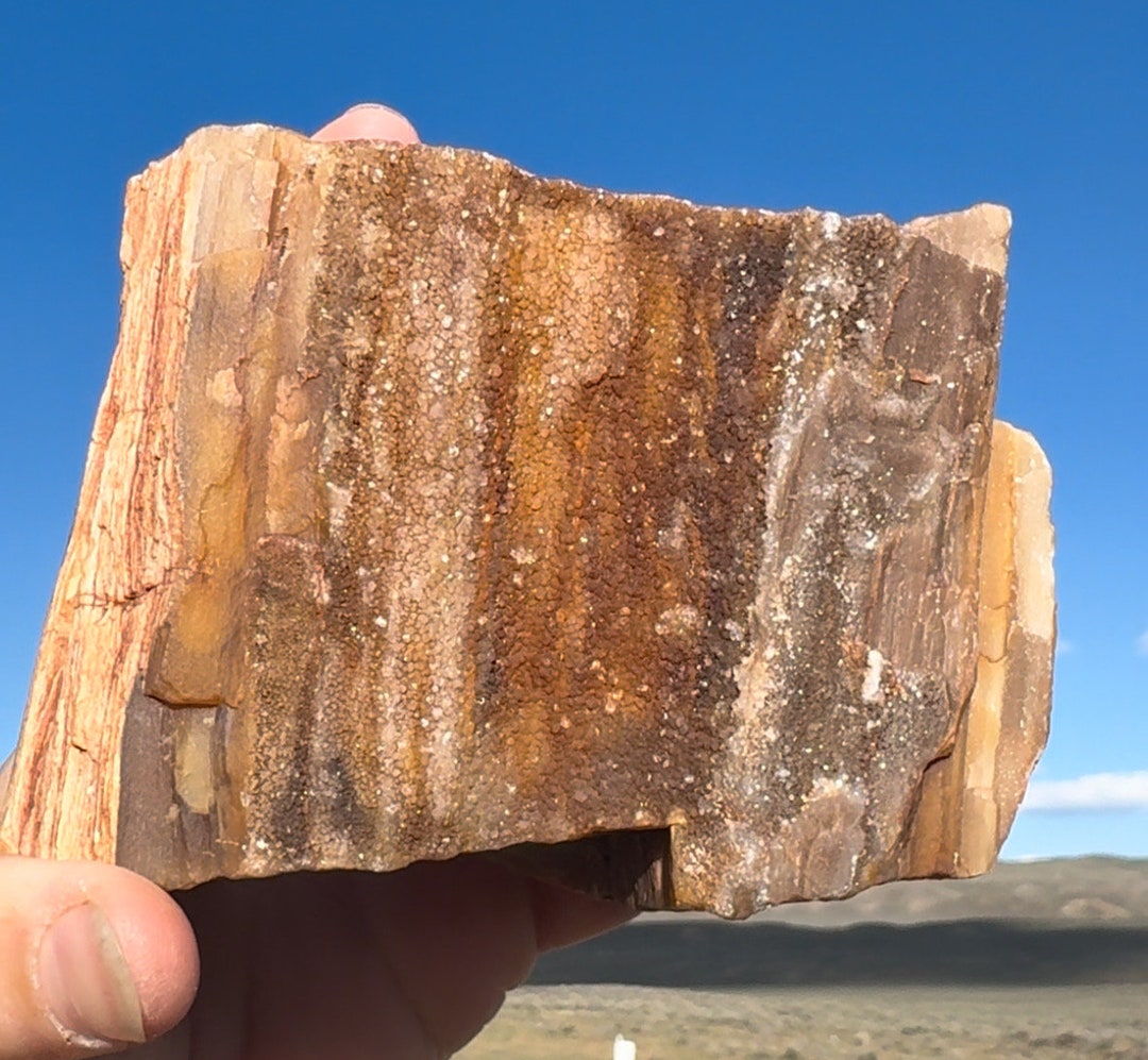 Petrified Wood 2lbs! Sparkling Completely Silicated Druzy Crystal! WOW ...