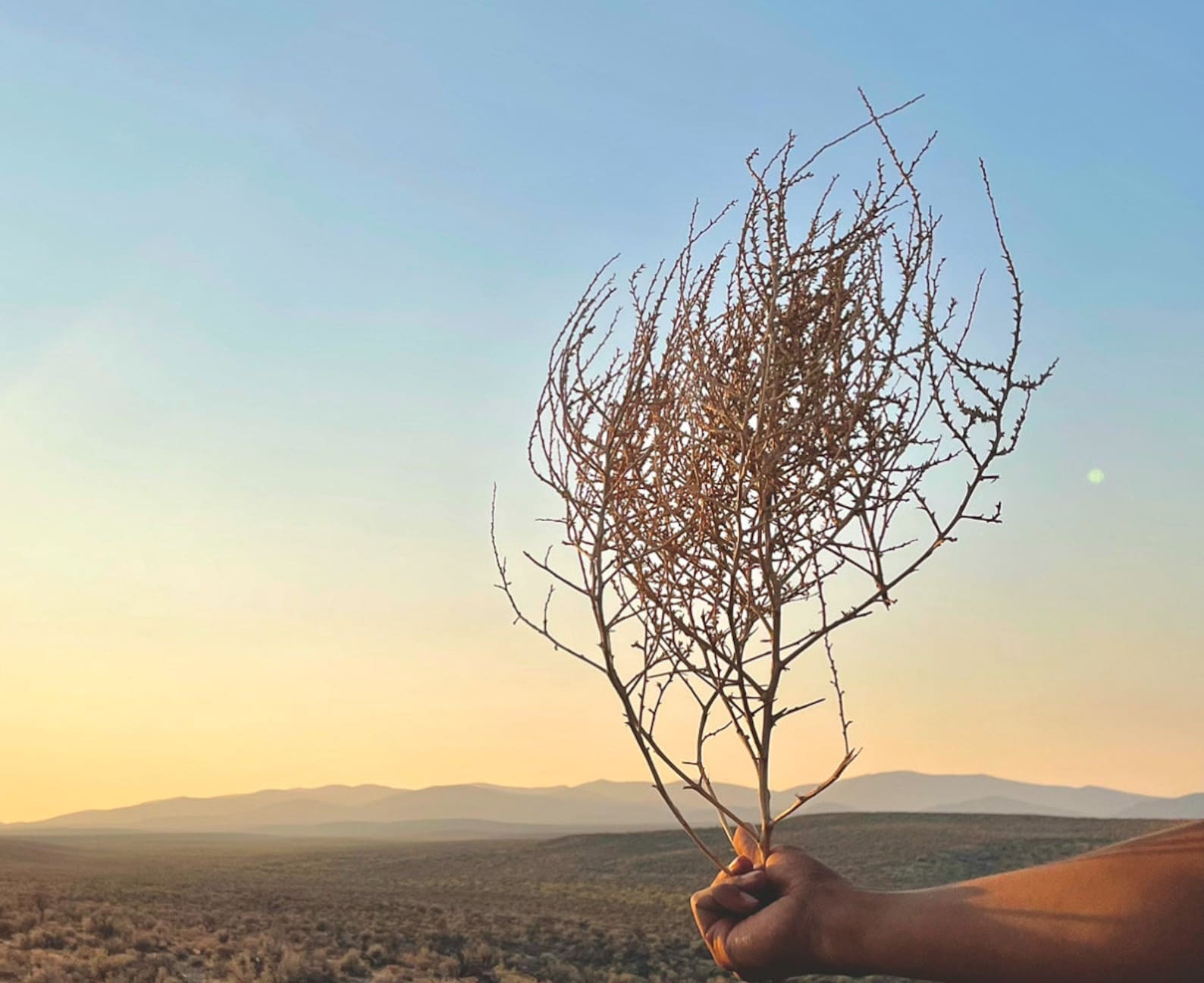 Medium Size Tumbleweed Branch! 12”-15” SINGLE BRANCH Tumbleweed Branch ...