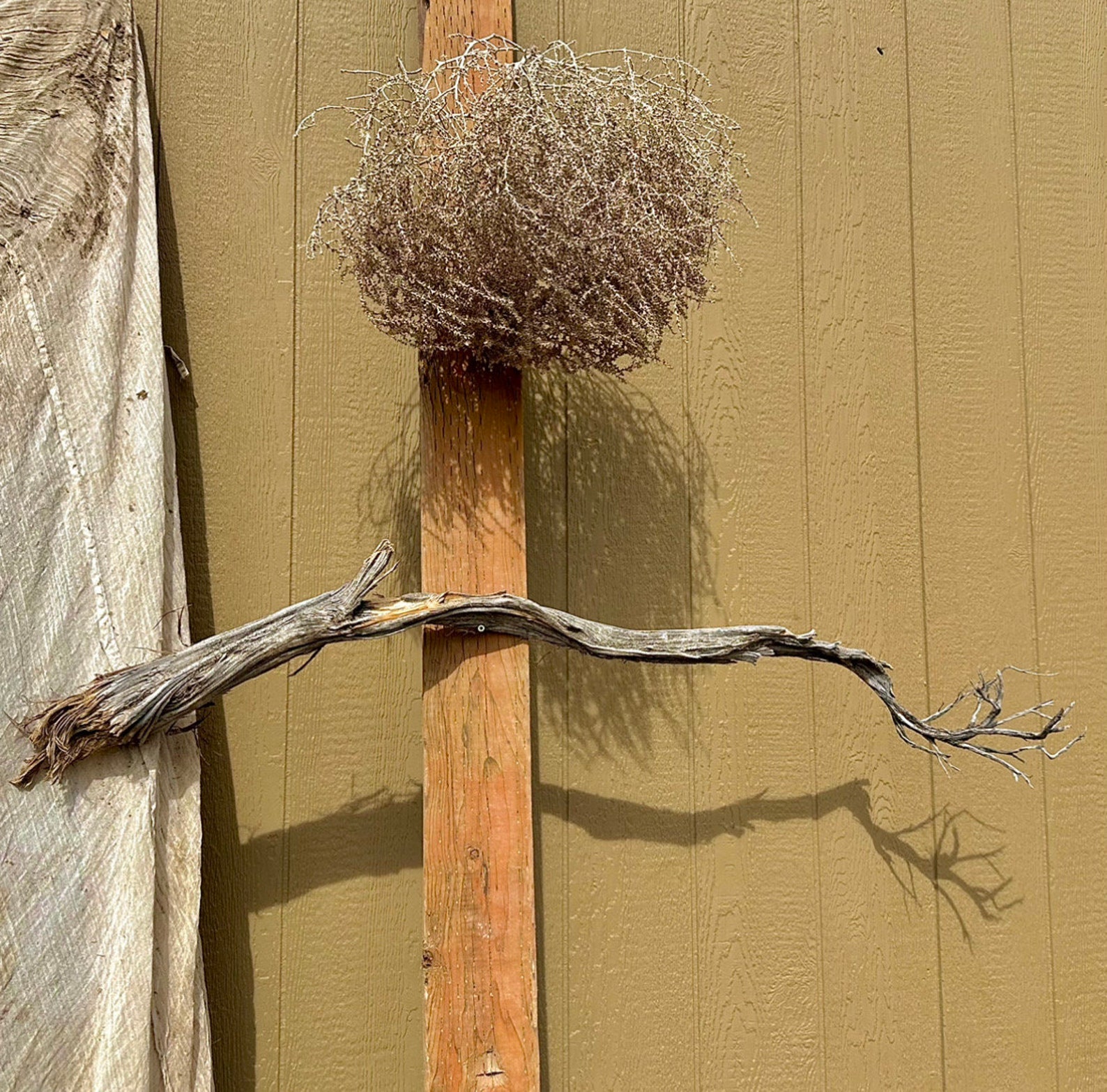 Desert Sage Branches!! 5pc 30”+ Western Decor Desert Driftwood Dry Sage ...