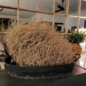 Tumbleweeds! Large Size! 16”-19”+ Beautiful Full Tumbleweeds Hand ...