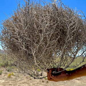 Extra Large Tumbleweed Natural Desert Tumbleweeds Huge Size Ethically ...