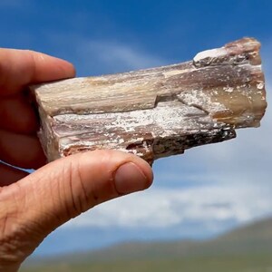 Stunning Petrified Wood Crystal Covered Beautiful !! Ethically Sourced ...