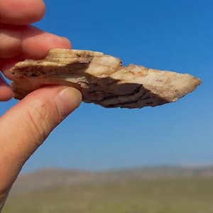Crystal Covered Petrified Wood!! Gorgeous Colors!! Beautiful and Rare ...