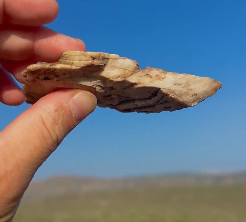 Crystal Covered Petrified Wood!! Gorgeous Colors!! Beautiful and Rare ...