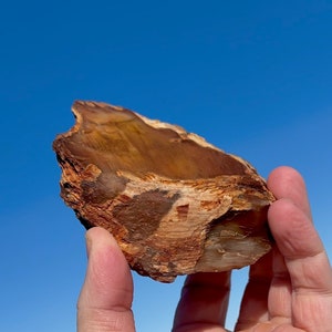 Large! Stunning Patterns!! Petrified Wood Quartz Druzy Crystal Covered ...