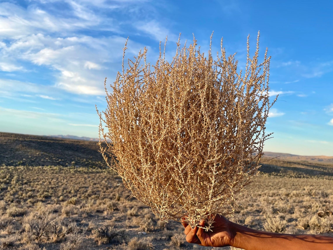 Large Tumbleweed Hand Foraged Natural Desert Tumbleweed Huge - Etsy