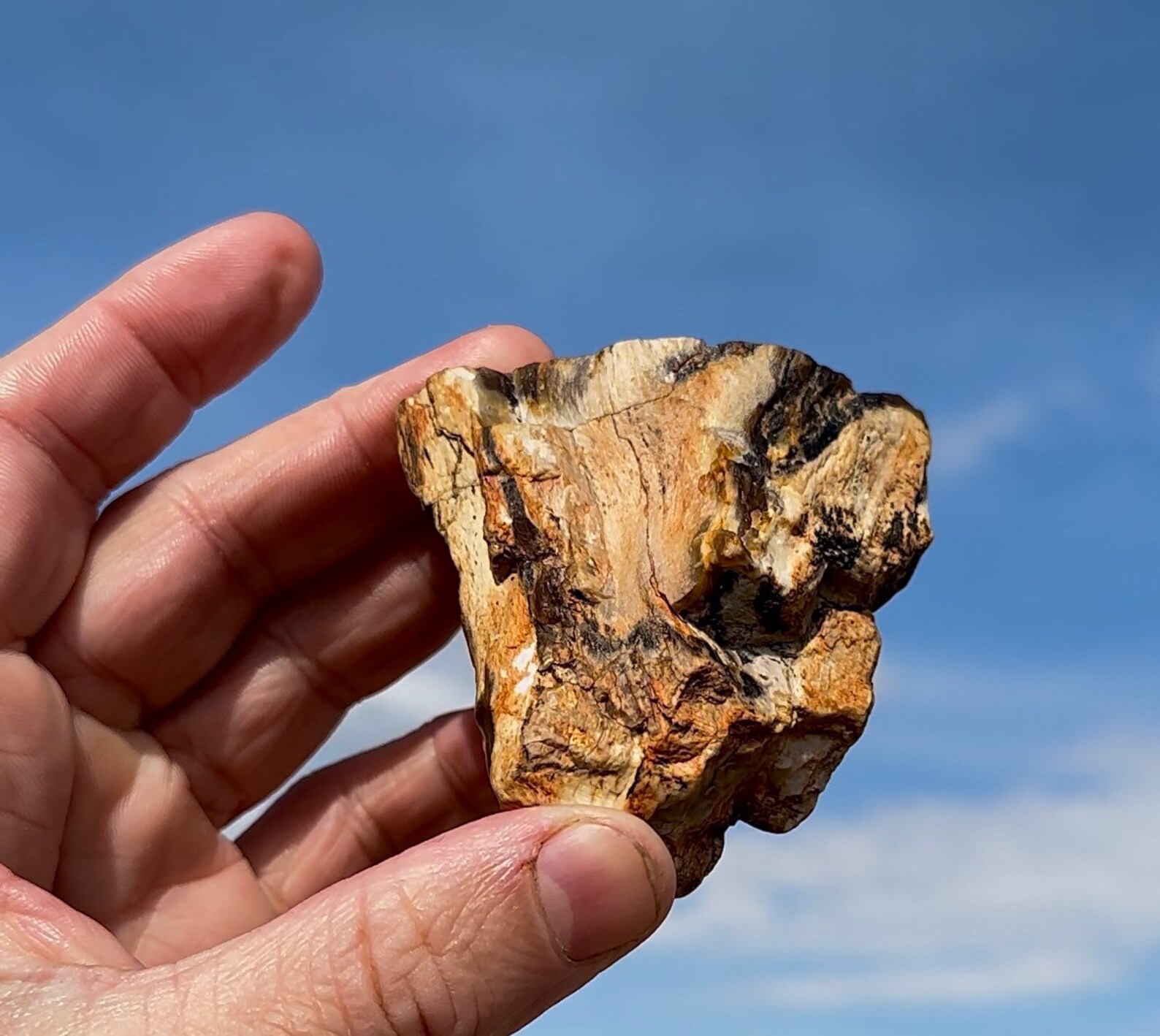 Great Patterns Agate Petrified Wood Limb Cast! Gorgeous! Deep Best ...