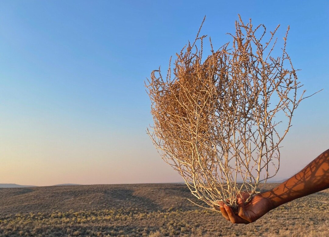 Extra Large Size Tumbleweed Branch! 20”-24” SINGLE BRANCH Tumbleweed ...