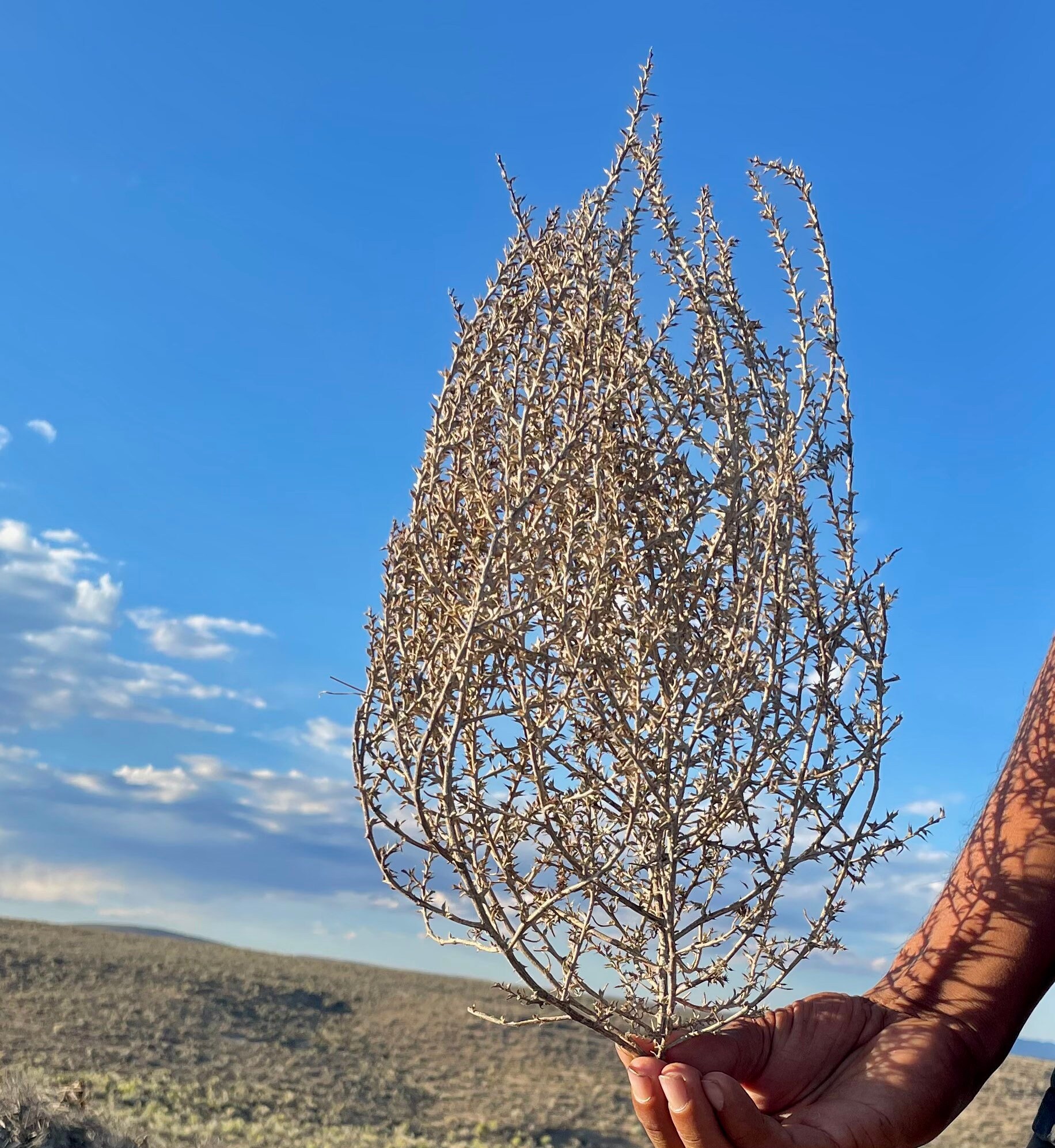 Small Size Tumbleweed Hand Foraged Natural Desert Tumbleweed - Etsy