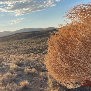 Tumbleweeds Large Size 1619 Beautiful Full Tumbleweeds Hand Foraged ...