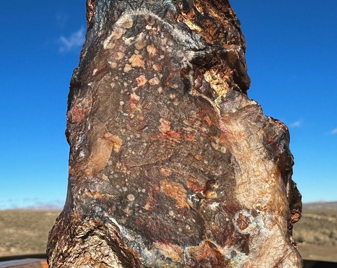 OVER 7lbs!! Wow! RARE Rainbow Petrified Wood Red Orange Gold Petrified ...