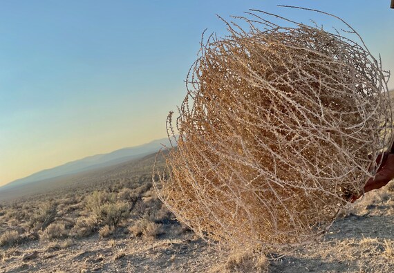 XL Size Tumbleweed Natural Desert Tumbleweeds Extra Large Size - Etsy
