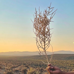 Small Size Tumbleweed Branch! 9”-12” SINGLE BRANCH Tumbleweed Branch ...