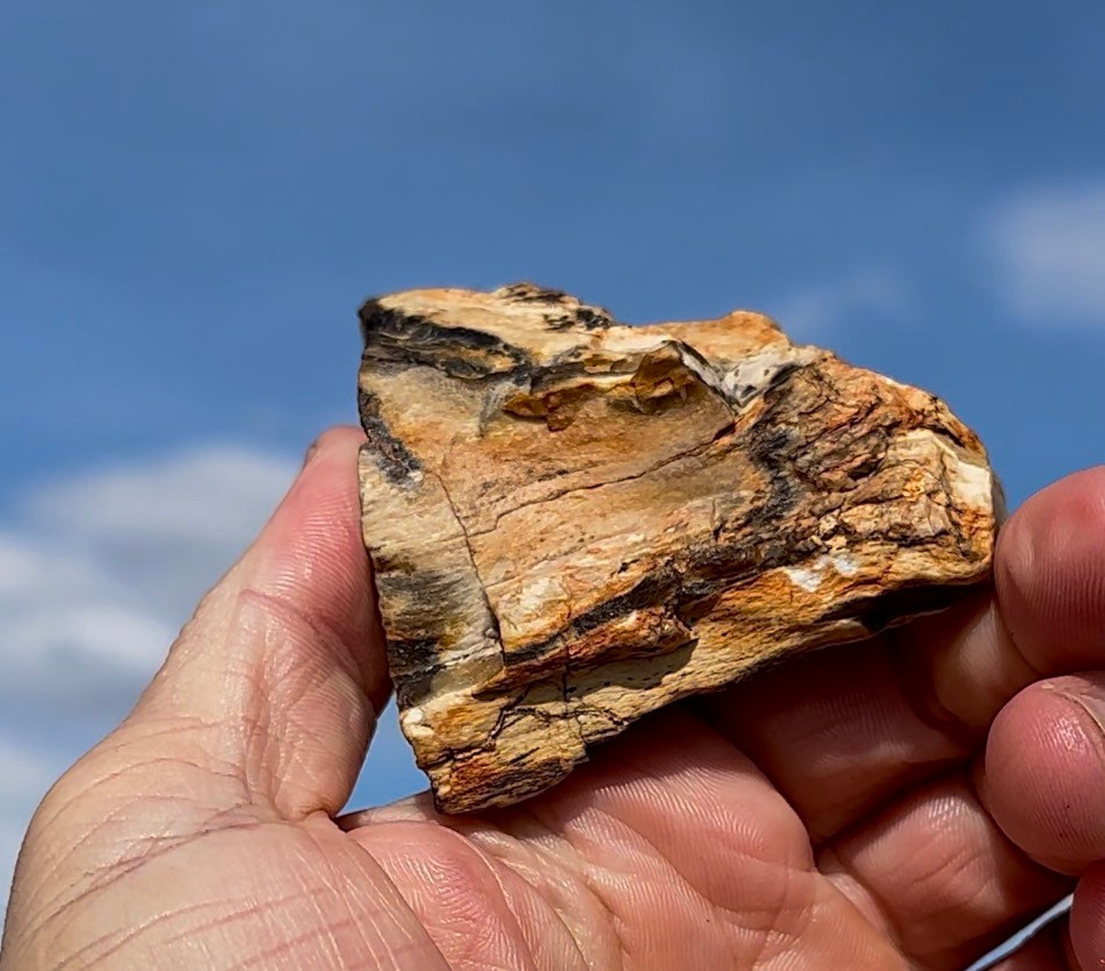 Great Patterns Agate Petrified Wood Limb Cast! Gorgeous! Deep Best ...