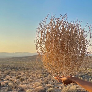 Tumbleweeds Small Size 912 Tumbleweed Hand Foraged Ethically Sourced ...