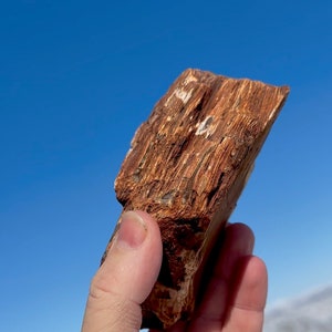 Large! Stunning Patterns!! Petrified Wood Quartz Druzy Crystal Covered ...