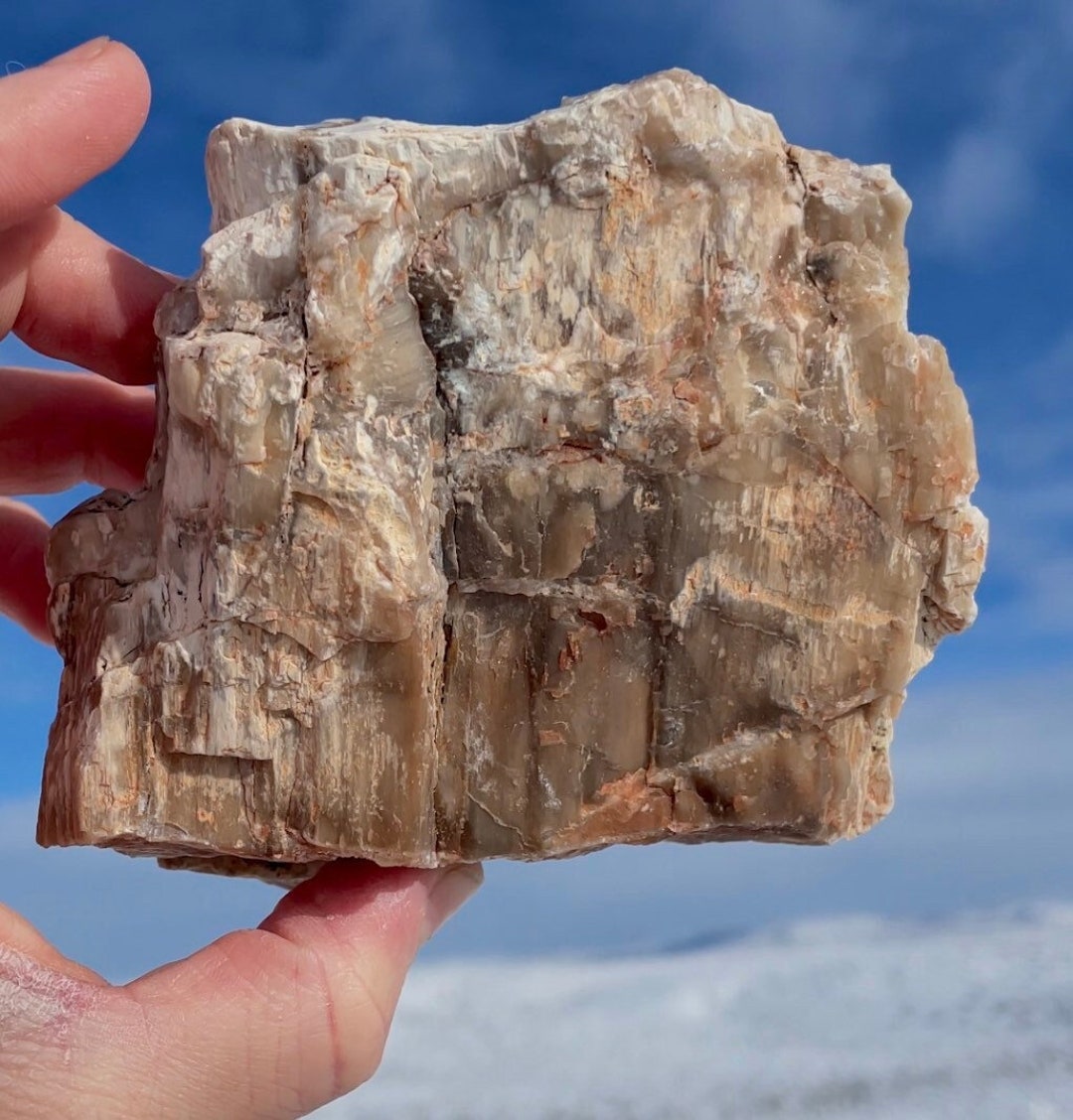 WOW!! 1.7lbs! BEST! Large Pink Petrified Wood Opal Bark Natural Blue ...