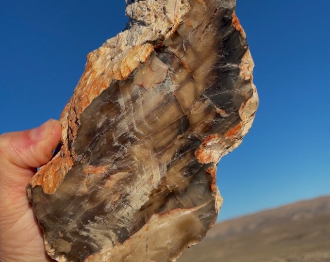 HUGE! Stunning Complete! Petrified Wood Colors Translucent Orange Brown ...