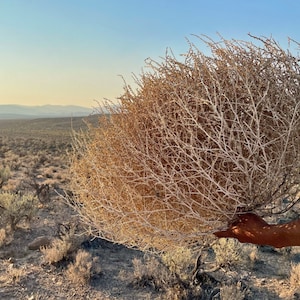 Tumbleweeds! Large Size! 15”-17”+ Beautiful Full Tumbleweeds Hand ...