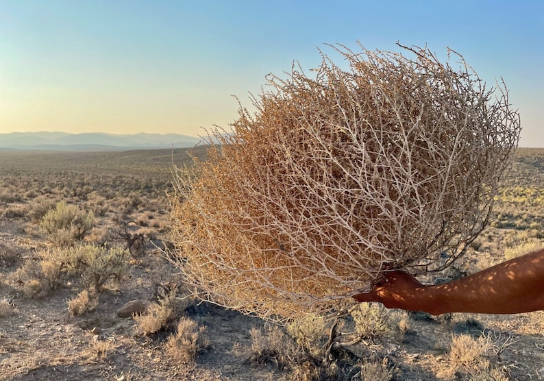 Tumbleweeds! Large Size! 15”-17”+ Beautiful Full Tumbleweeds Hand ...