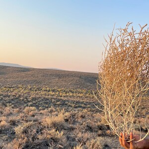 XL Large Medium Small Tumbleweed Single Branch Hand Foraged Natural ...