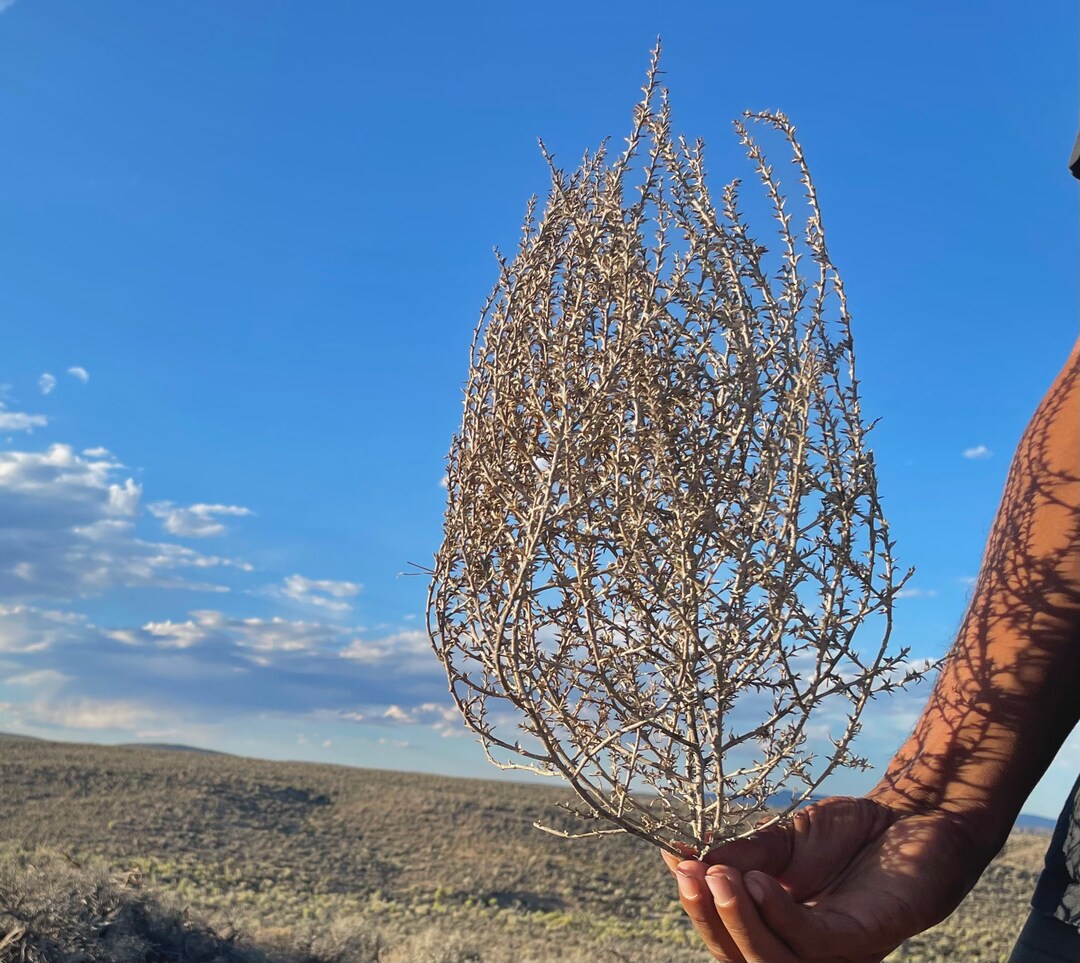Small Size Tumbleweed Hand Foraged Natural Desert Tumbleweed Small Size ...