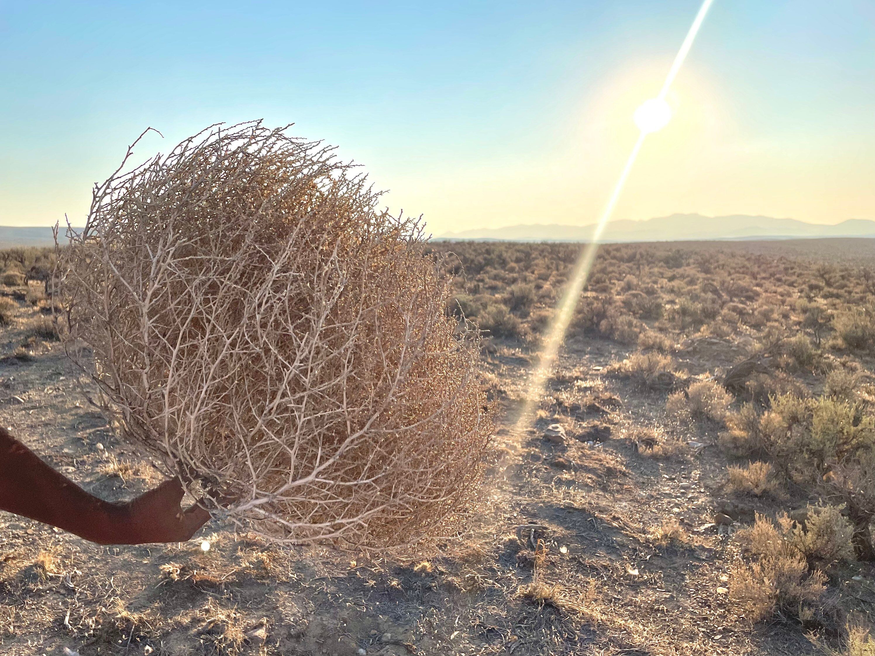 XL Size Tumbleweed Natural Desert Tumbleweeds Extra Large Size - Etsy