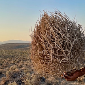 Tumbleweeds! ALL Sizes!!! Wedding Home Decor, Western Theme, Organic ...