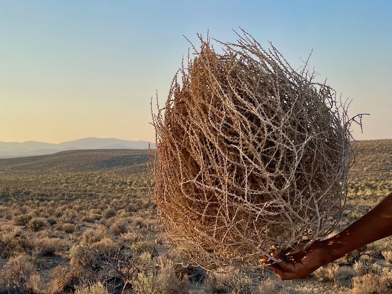 Tumbleweeds! ALL Sizes!!! Wedding Home Decor, Western Theme, Organic ...