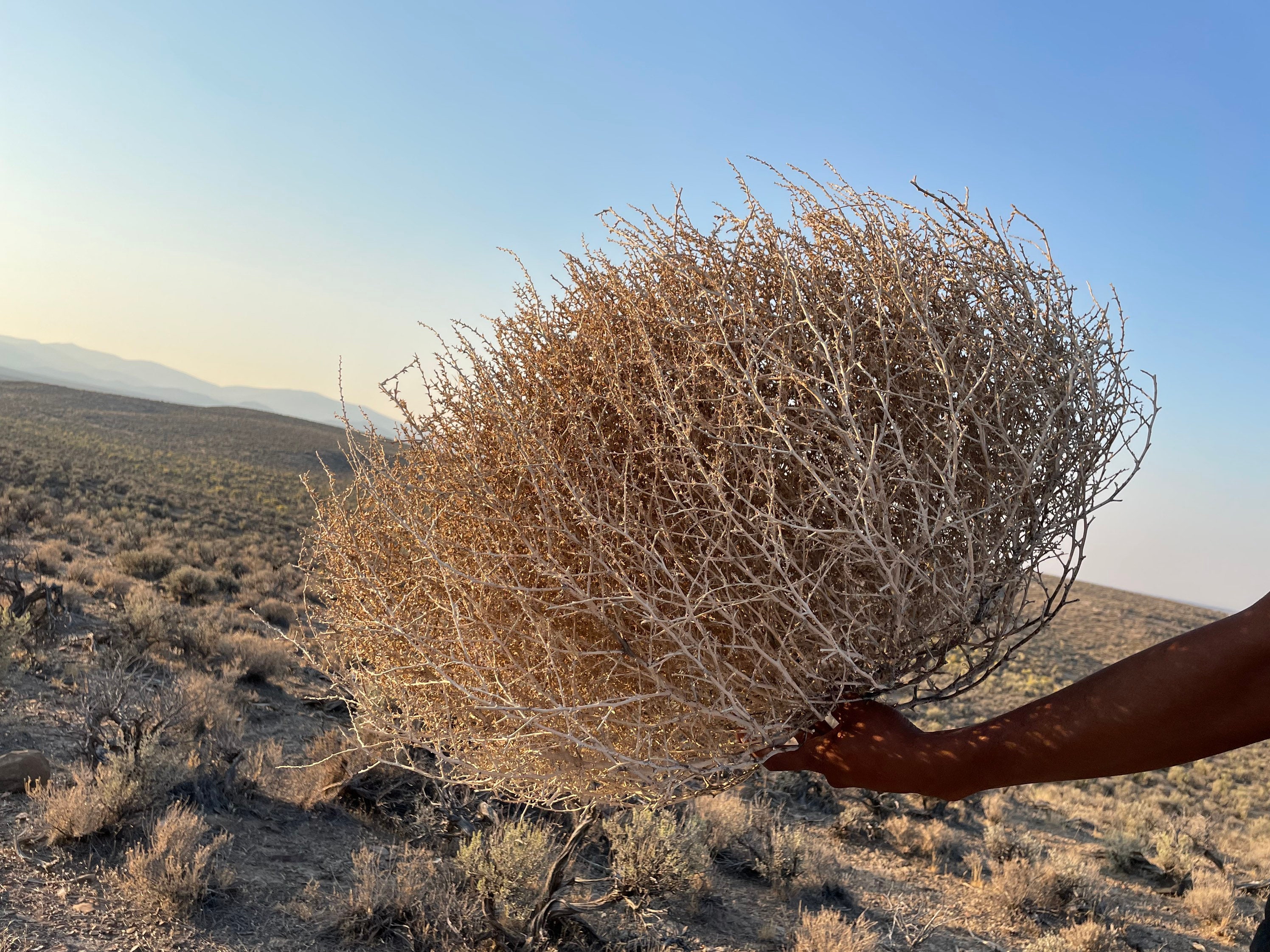 XL Size Tumbleweed Natural Desert Tumbleweeds Extra Large Size - Etsy