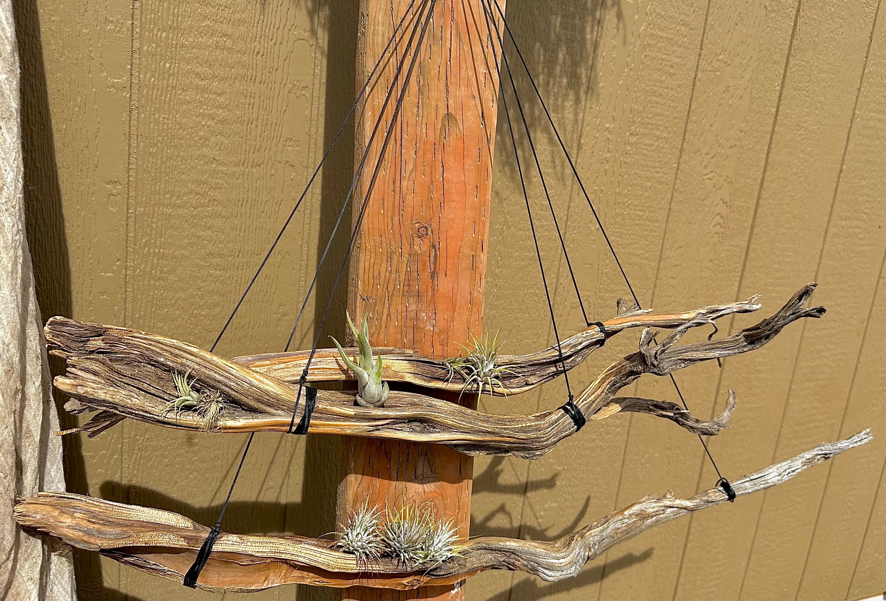 Live Airplants! Hanging Desert Sage Branch Home Decor!! You Choose Size ...