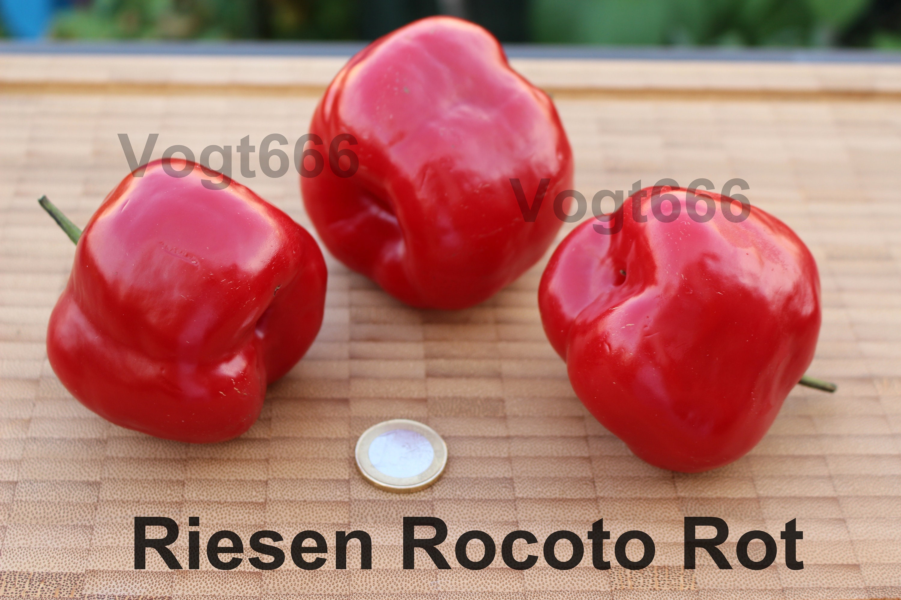 10 Giant Rocoto Chili Seeds Giant Rocoto Tree Chili C. - Etsy Australia