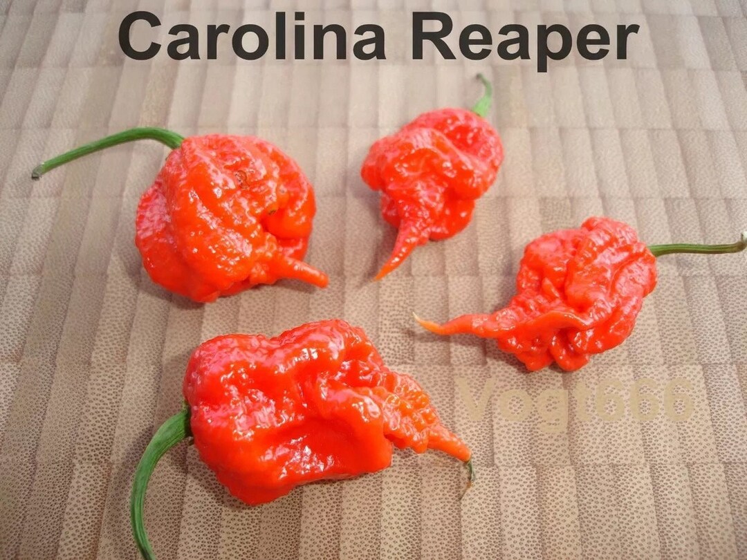 1000 graines Carolina Reaper HP22B World Record Chili jusqu'à 2,2 M ...