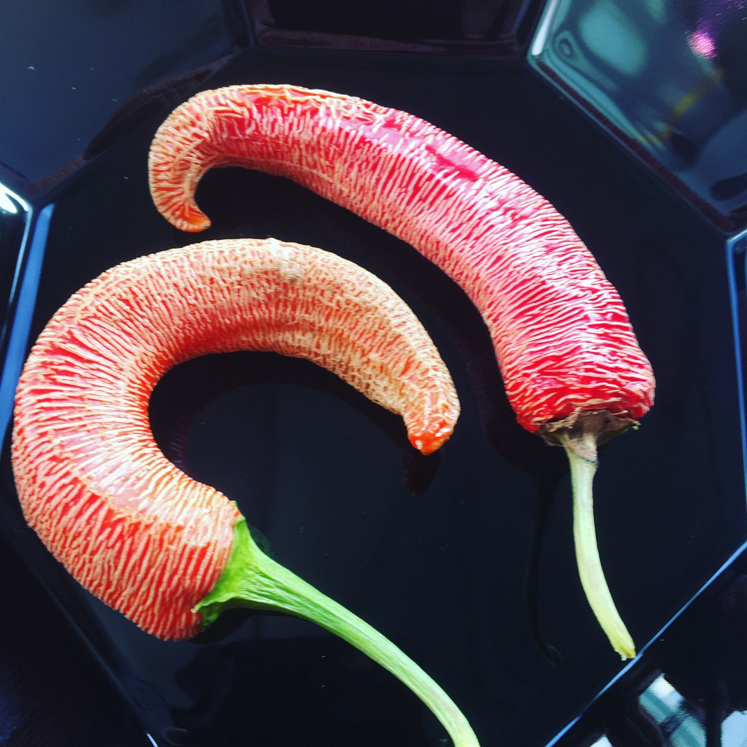 Elephant Chili Samen alte Sorte aus dem Kosovo auch Vezanka genannt ...