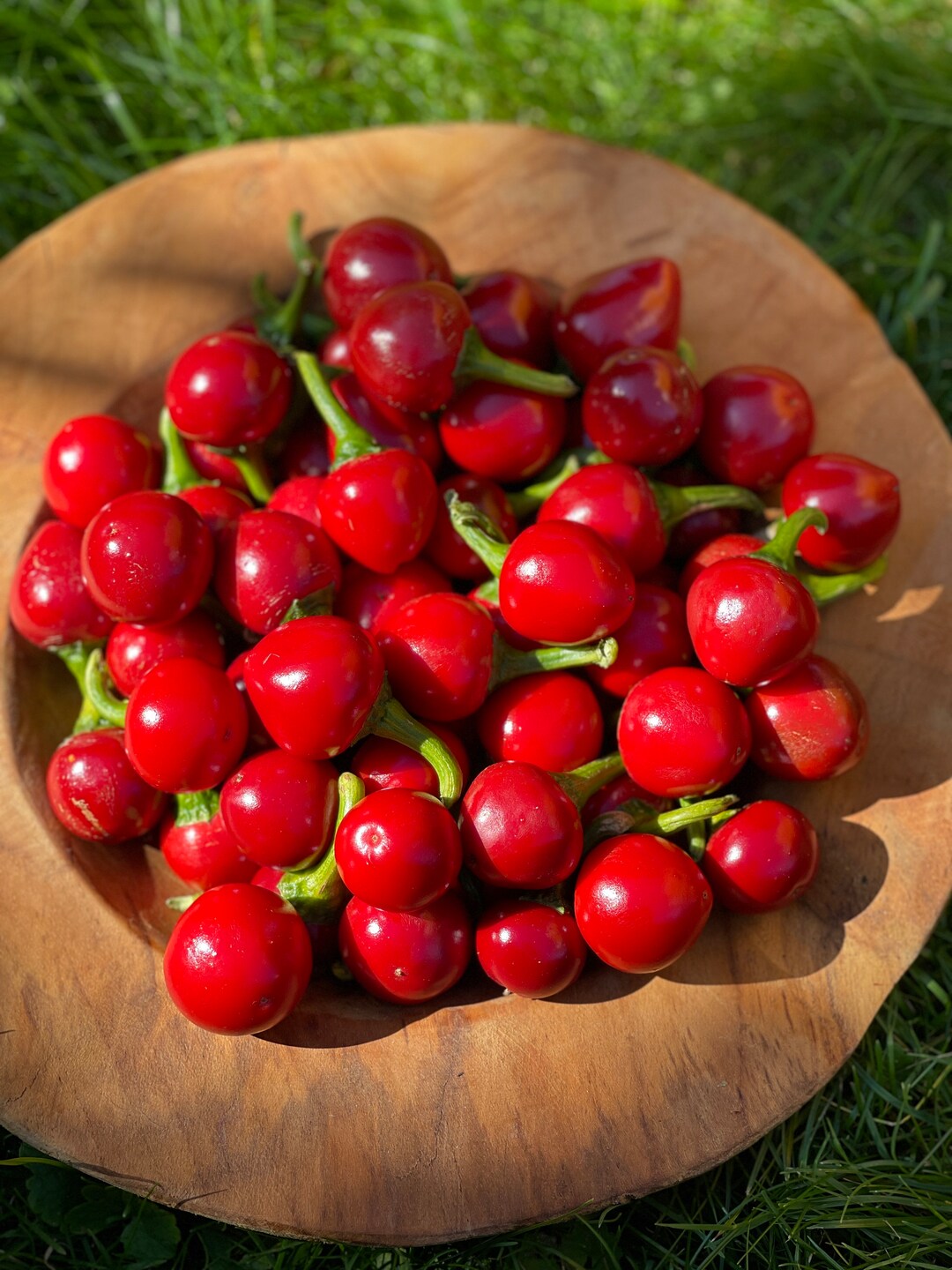 15 Cherry Bomb Cherry Chilli Seeds Ideal for Filling From Hungary Seeds ...