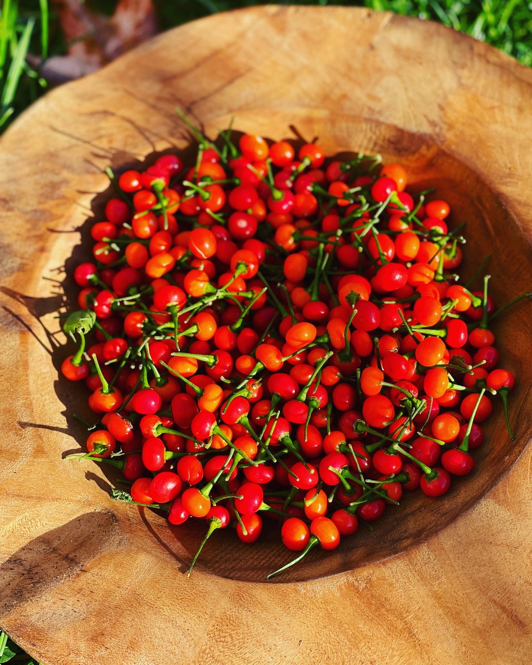 Aji Charapita Red Wild Chili Seeds From Peru Most Expensive Chili in ...