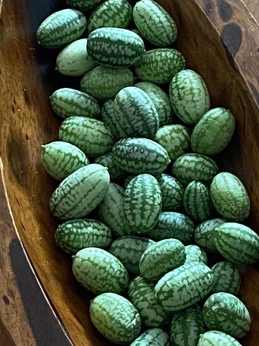 10 graines mexicaines mini concombre pastèque concombre Melothria ...