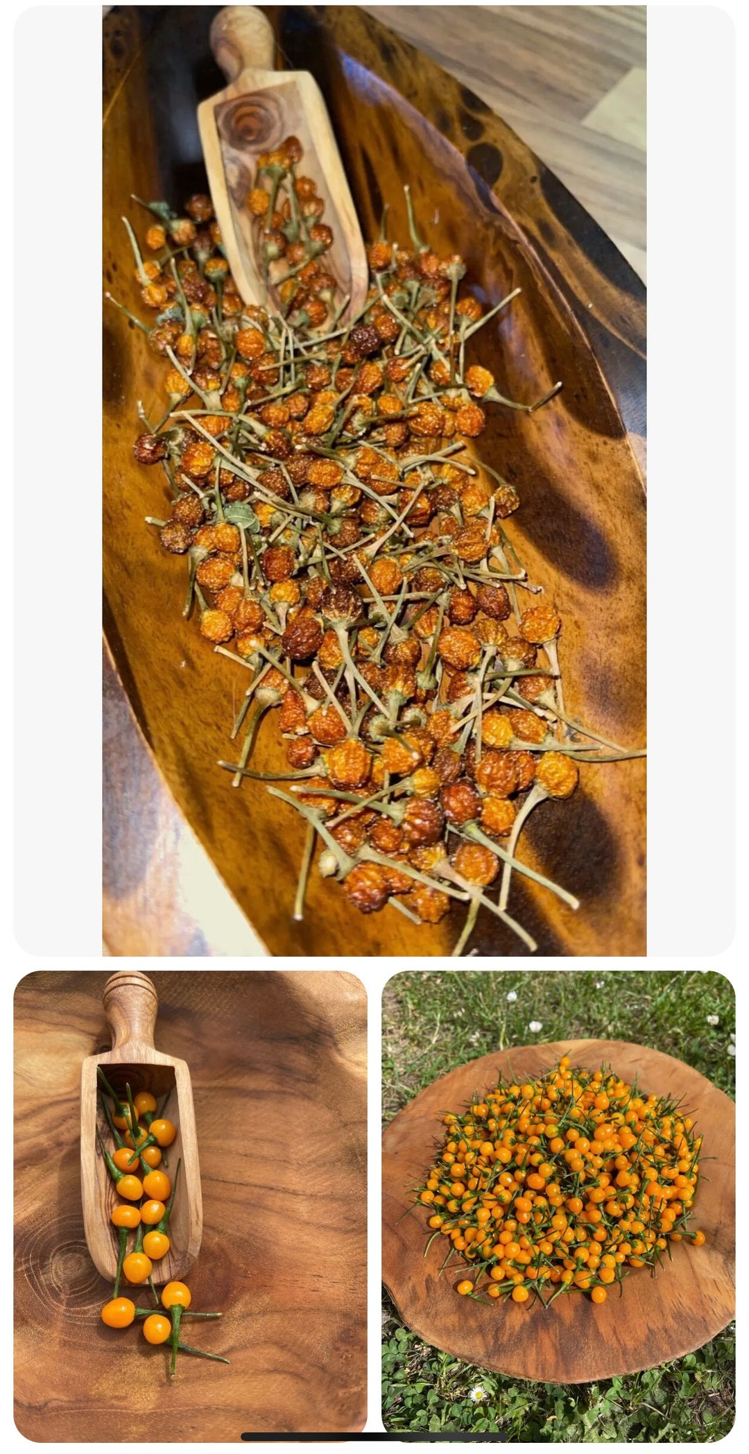 Aji Charapita 1.5 Grams Dried Wild Chili From Peru Most Expensive Chili ...