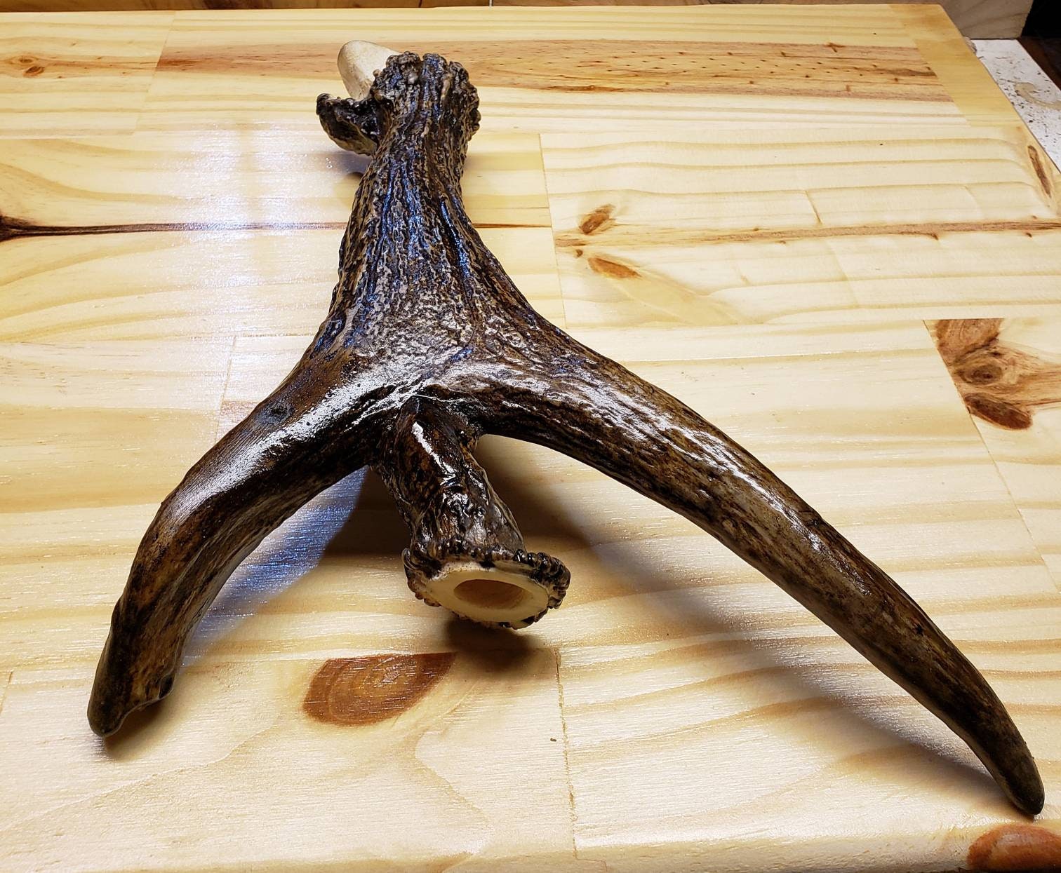 Moose Antler Pipes! - Etsy