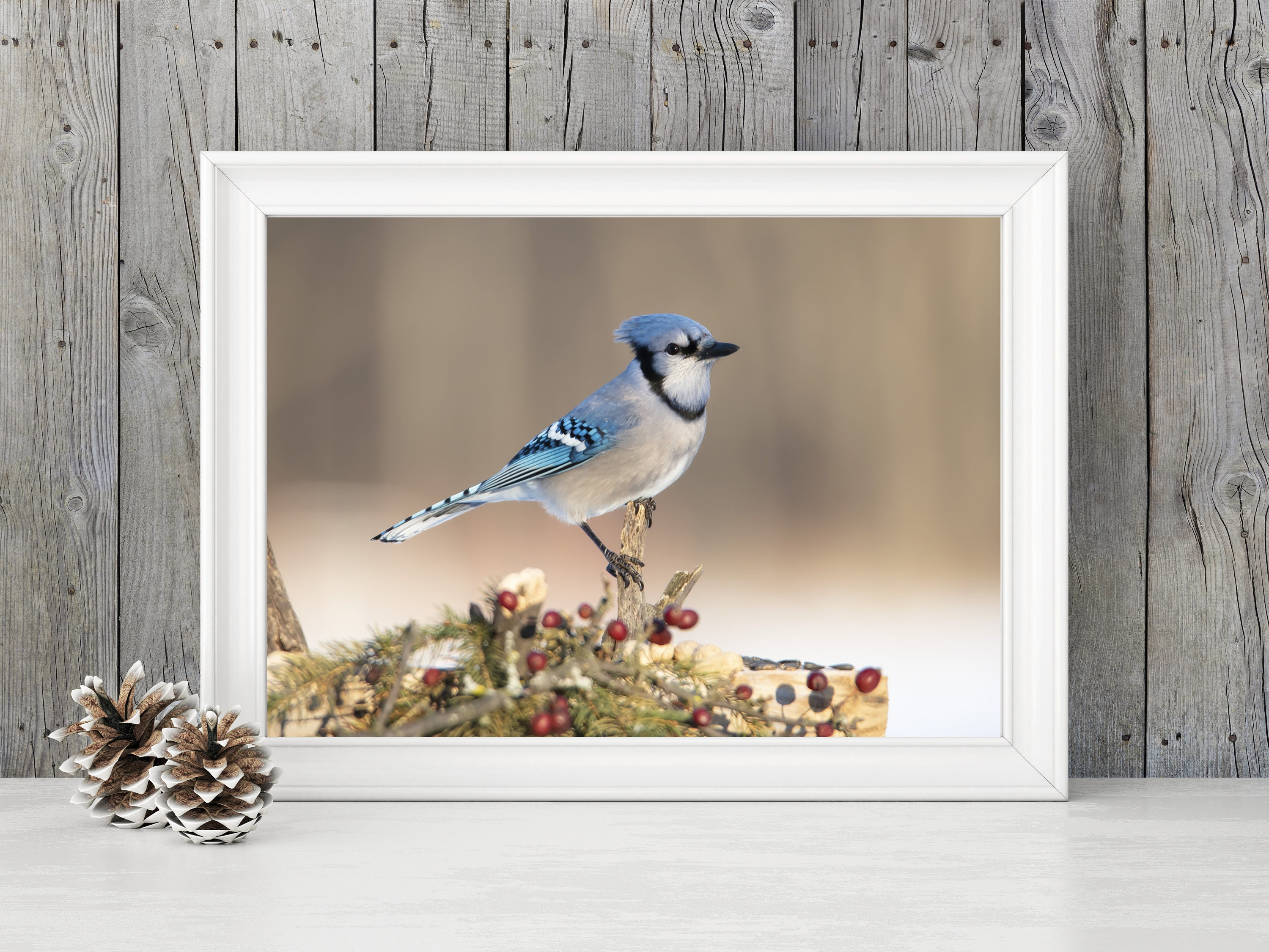 Bluejay Bird Printable Christmas Decor Blue Jay Digital - Etsy
