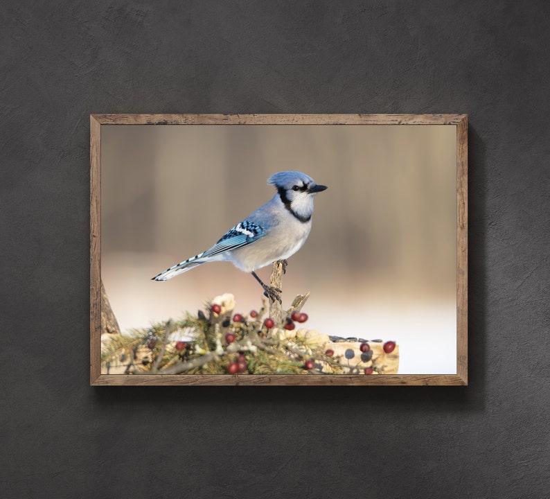 Bluejay Bird Printable Christmas Decor Blue Jay Digital - Etsy