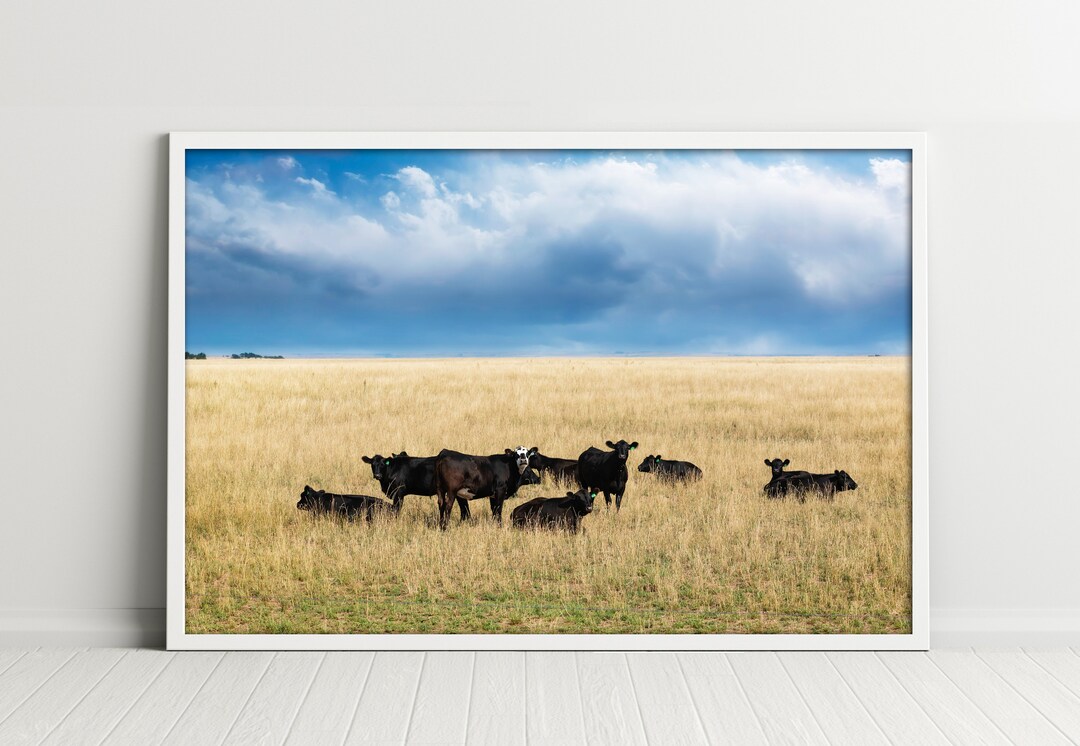 Cow Digital Download Photo Cow Photo Print Cow Farm - Etsy