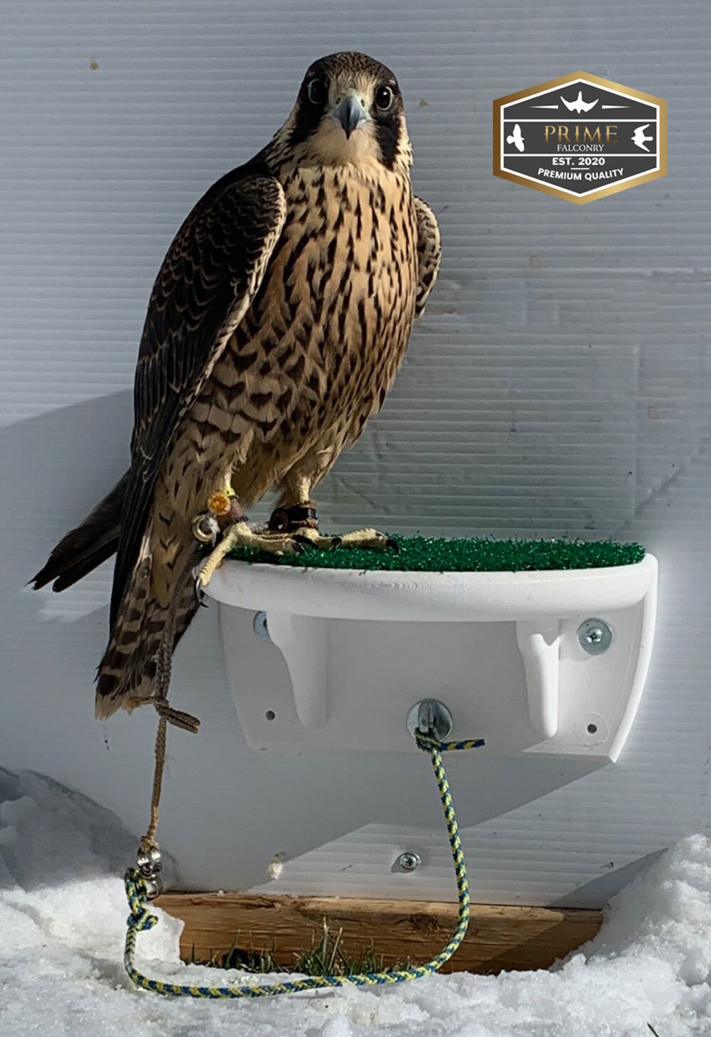 Falconry Shelf Perch 5 Inch - Etsy