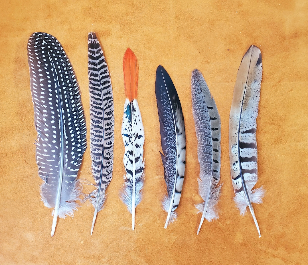 Individual Hat Feather for Cowboy, Fedora, Western, Straw, Panama or ...