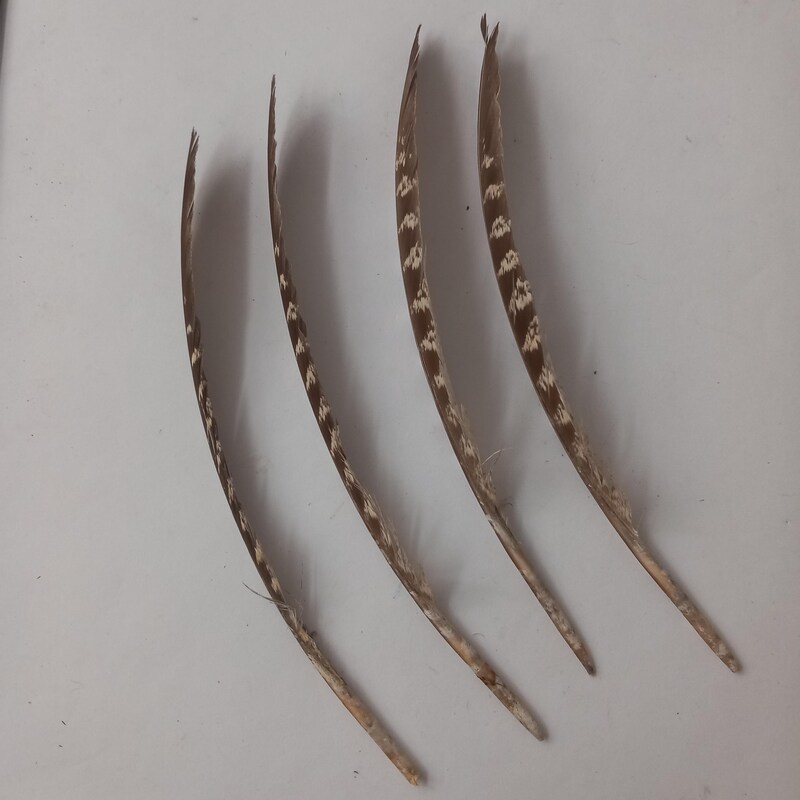 Kestrel Feathers - Etsy