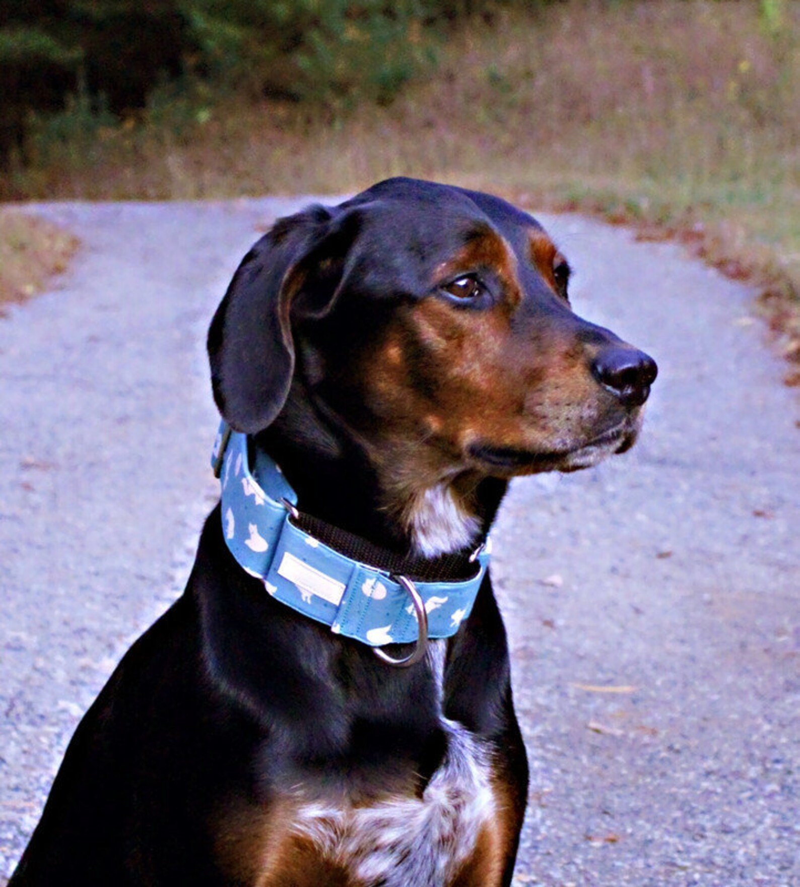 Arctic Fox Dog Collar: Winter White Blue, Martingale or Buckle - Etsy