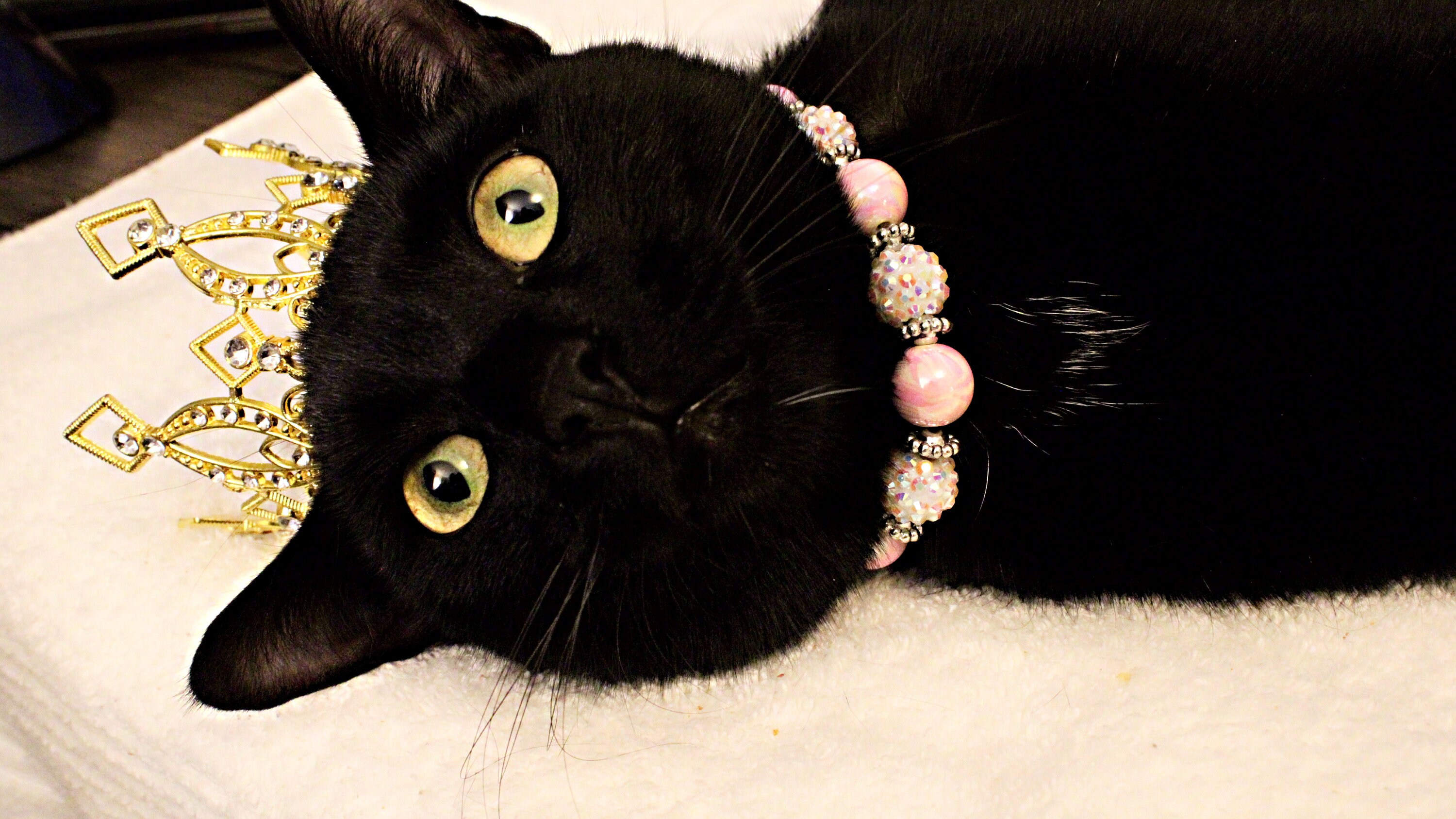 Gumball Sweetie Cat Beaded Luxury Collar Elegant Fancy Cat | Etsy