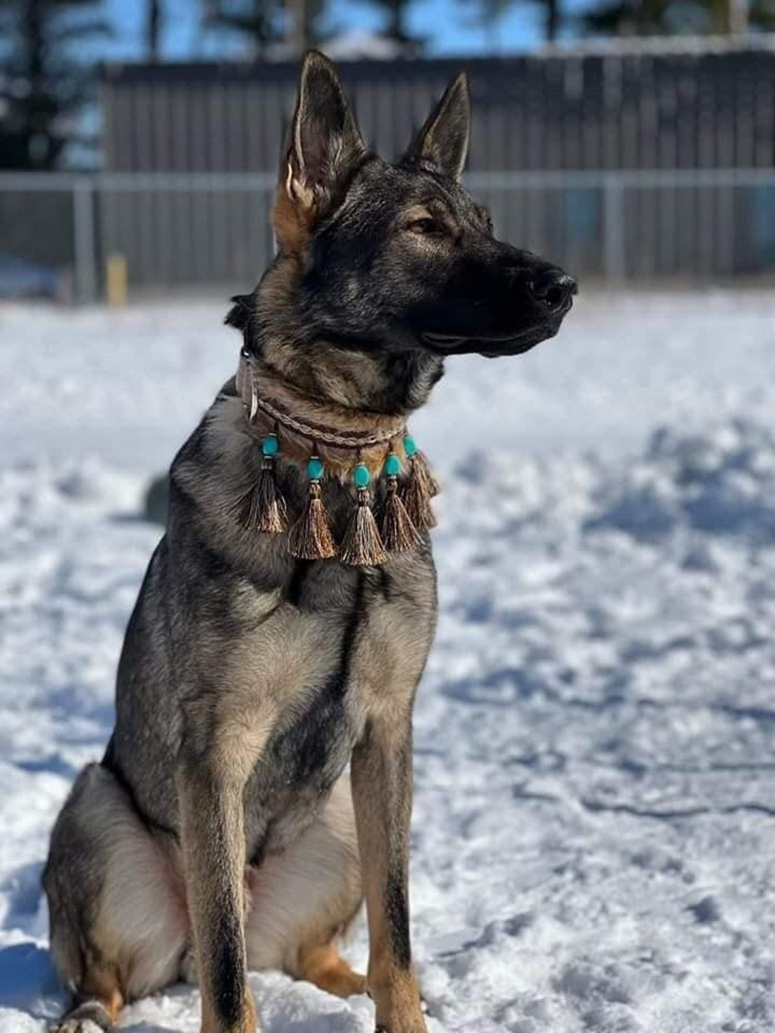 Vegan Leather Tassel Dog Collar W/ Faux Fur Lining ***BUCKLE INCLUDED ...
