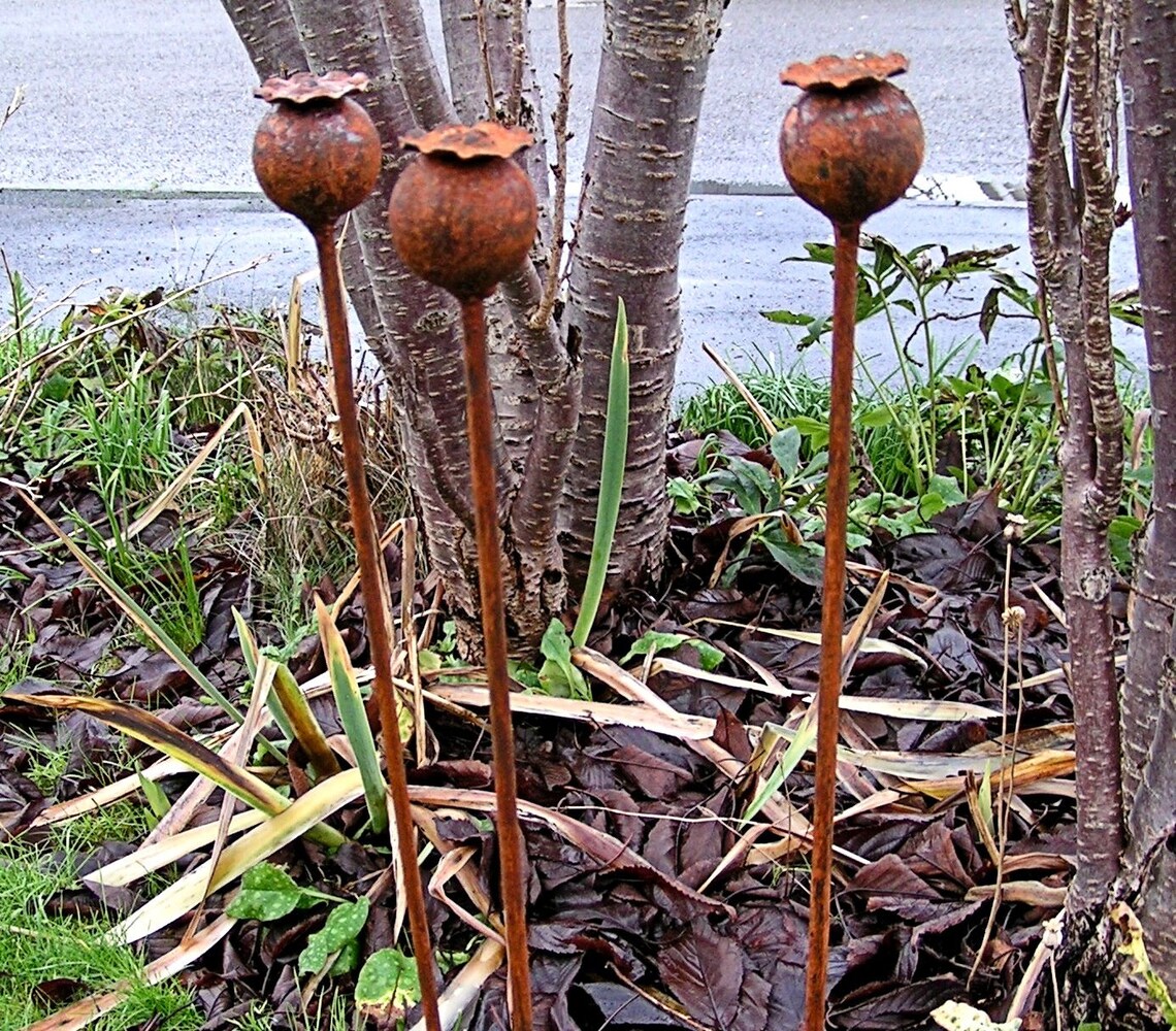 Set of 3 Rusty Poppy Seed Head Pattern Naturally Rusting - Etsy UK